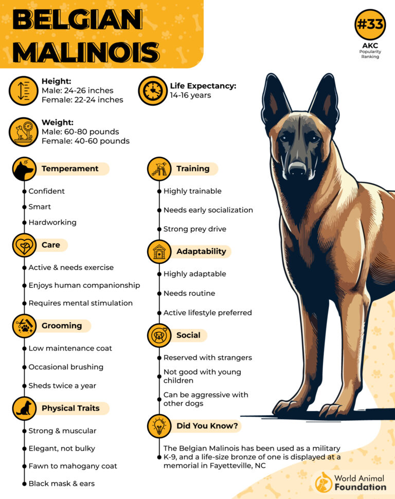7 Best Guard Dog Breeds For Personal Protection
