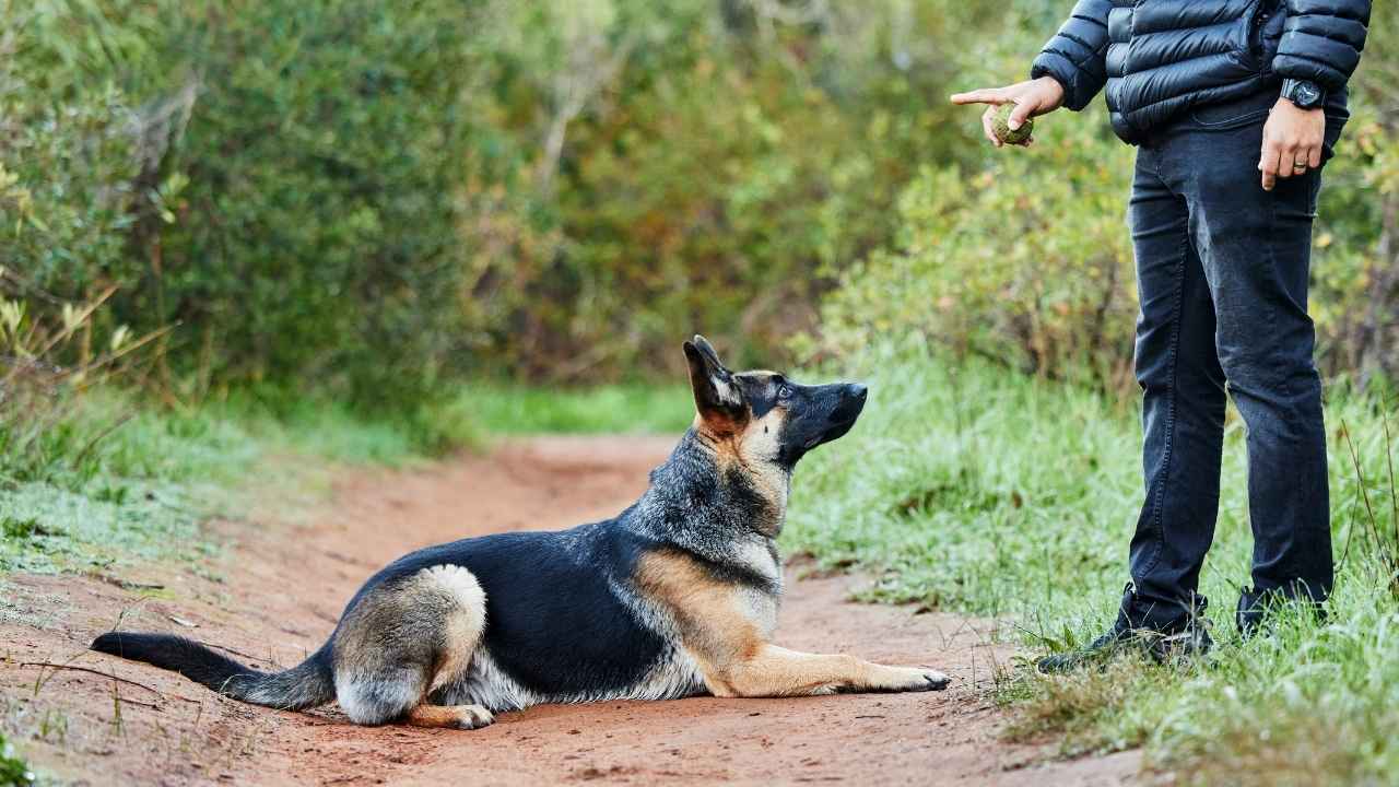 Top 7 Guard Dog Breeds For Experienced Dog Owners - Cerfiem.com