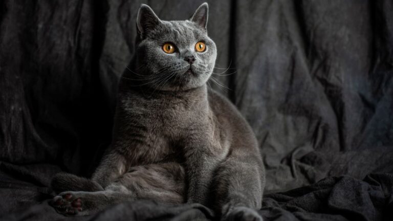 9 Most Beautiful Grey Cat Breeds