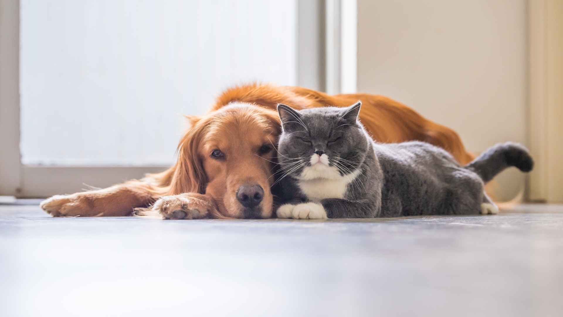 Best dogs for cats store