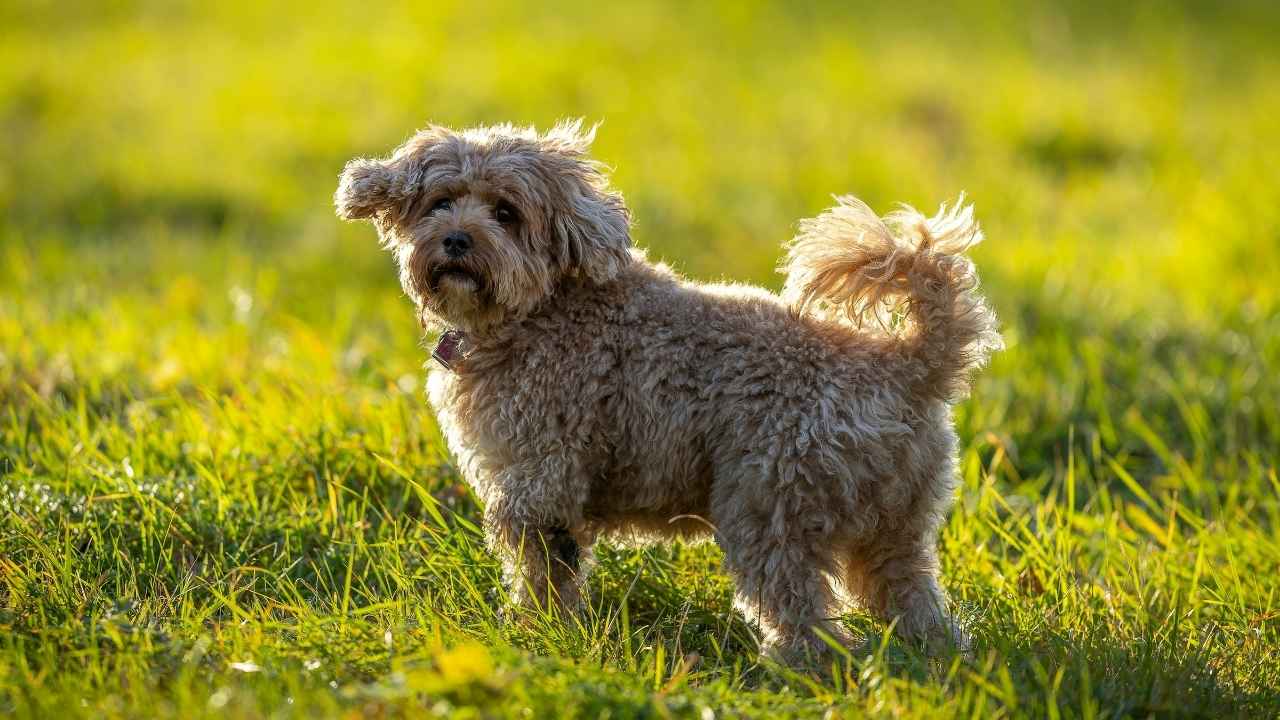 7 Adorable Poodle Mix Breeds You’ll Fall In Love With