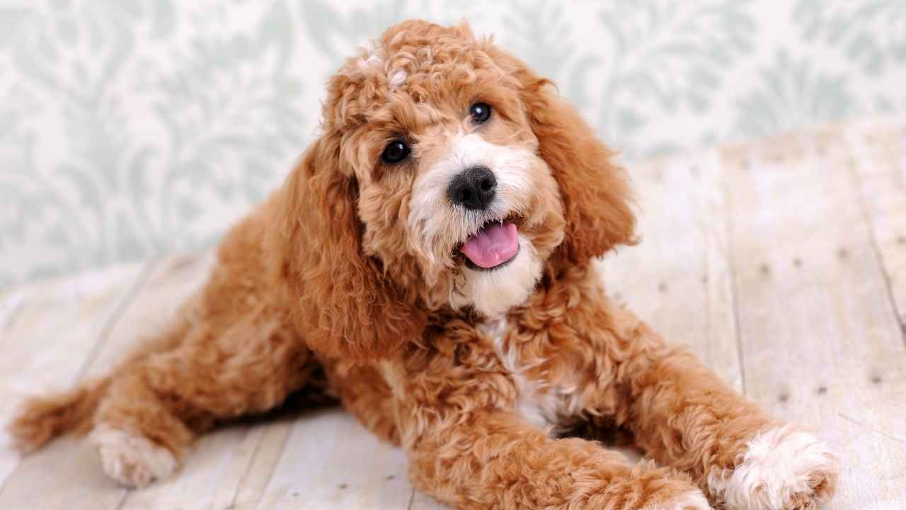 7 Adorable Poodle Mix Breeds You’ll Fall In Love With