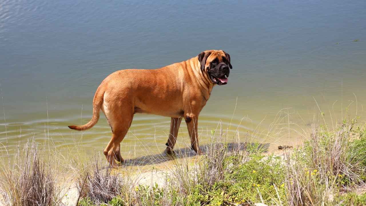Irish Wolfhound Vs. English Mastiff: Key Differences - Tededer.com