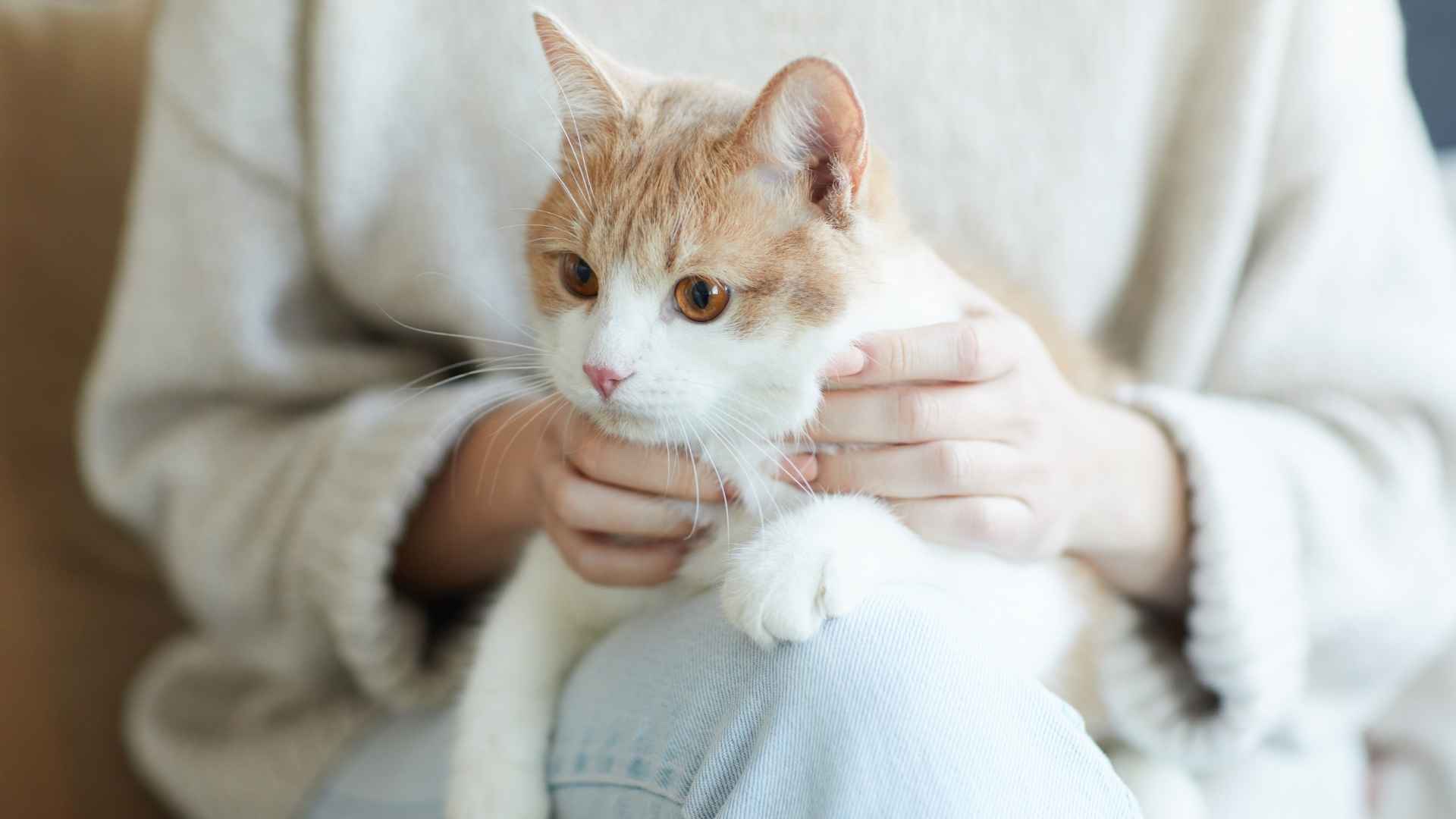 7 Fascinating World Of European Cat Breeds - Tededer.com