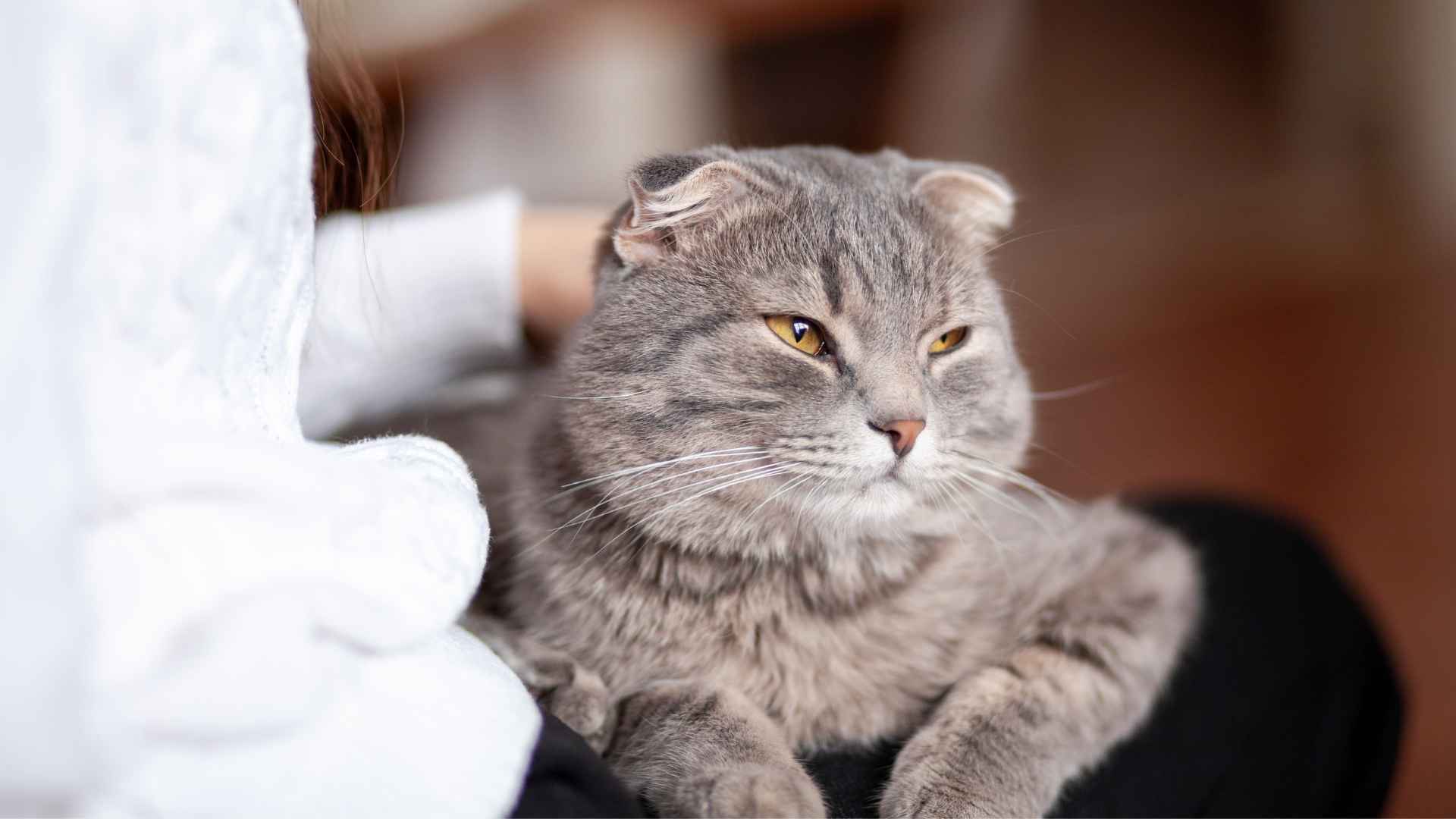10 Most Fascinating Japanese Cat Breeds Known For Their Charm ...