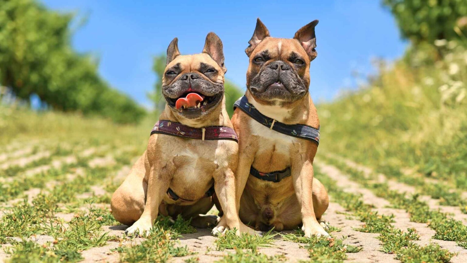 7 Fawn Dog Breeds With Beautiful Light Brown Coats