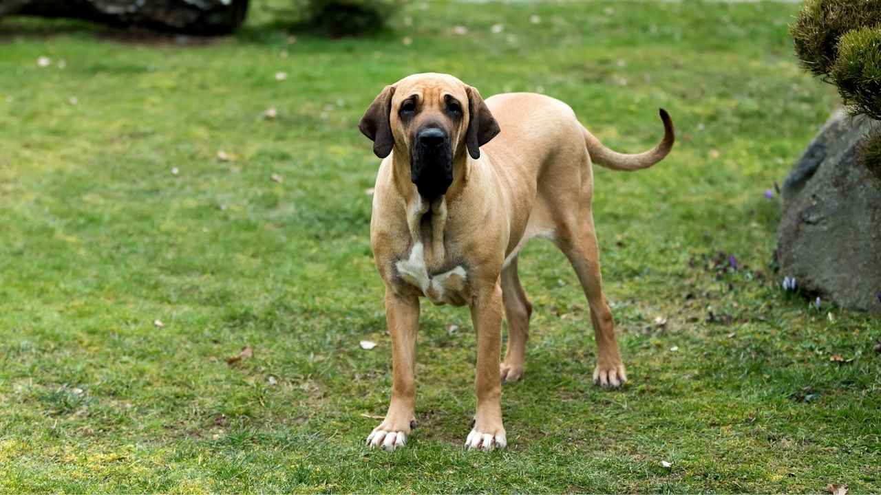 7 Dog Breeds Rarely Found In America - Ethawi.com