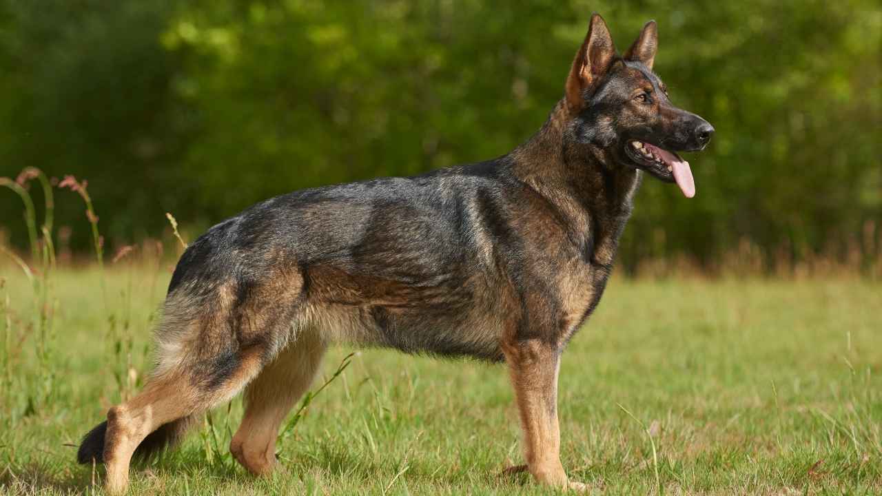 German Shepherd Vs. English Mastiff: Traits, Training & Care ...