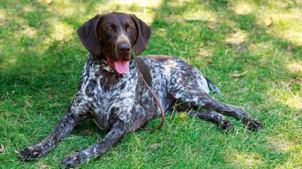 Rare & Historic Canines From Austria - Tededer.com