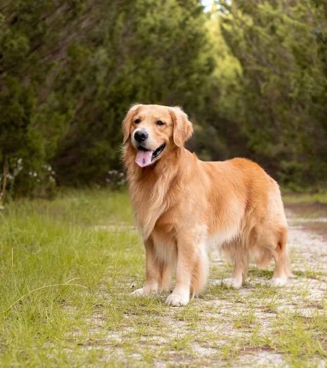 16 Toughest & Strongest Dog Breeds With Incredible Power