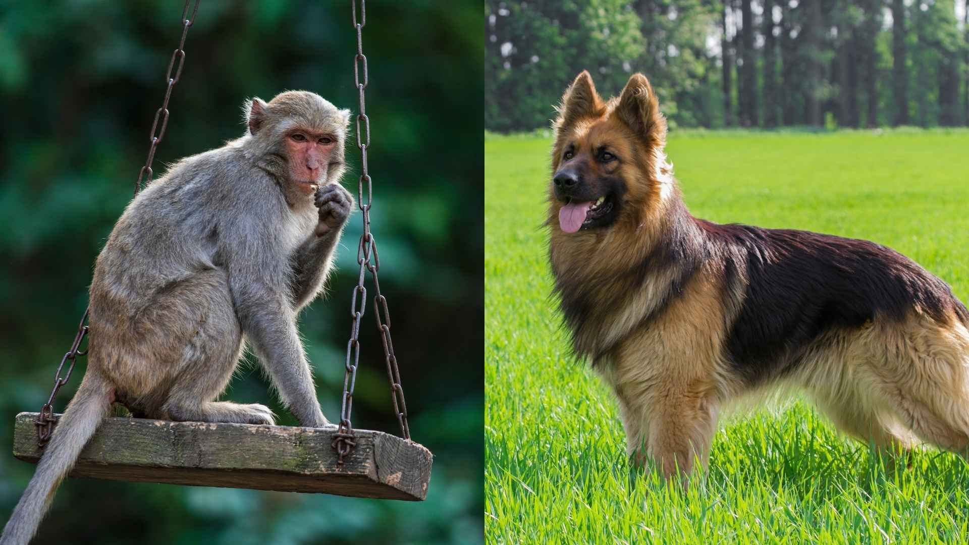 Top 9 Guard Dog Breeds For Protection Against Monkeys - Cerfiem.com