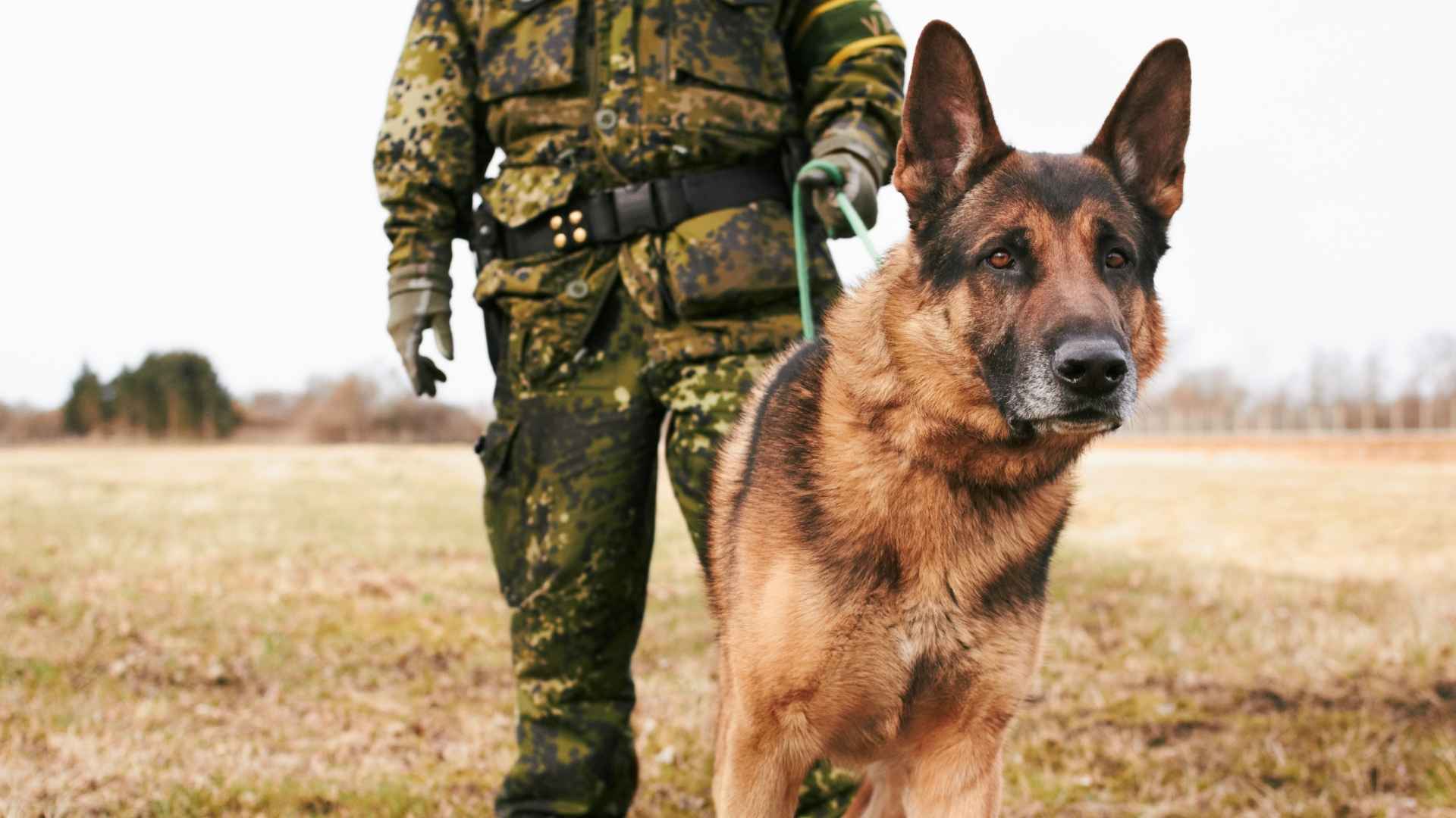 7 Most High Energy Guard Dog Breeds For Protection And Loyalty - Ethawi.com