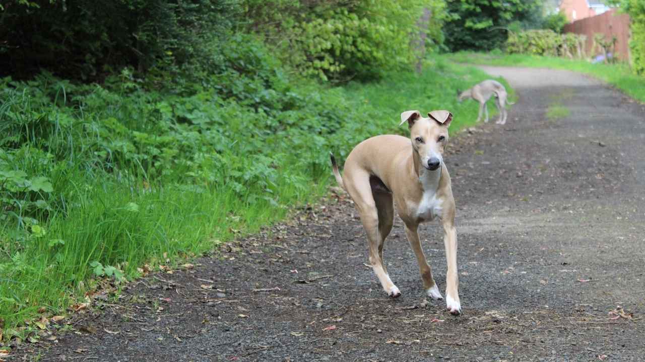 7 City-Friendly Dog Breeds For Urban Living - Avesei.com