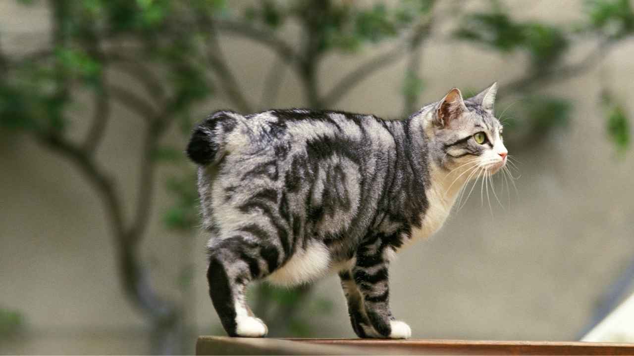 10 Most Fascinating Japanese Cat Breeds Known For Their Charm ...