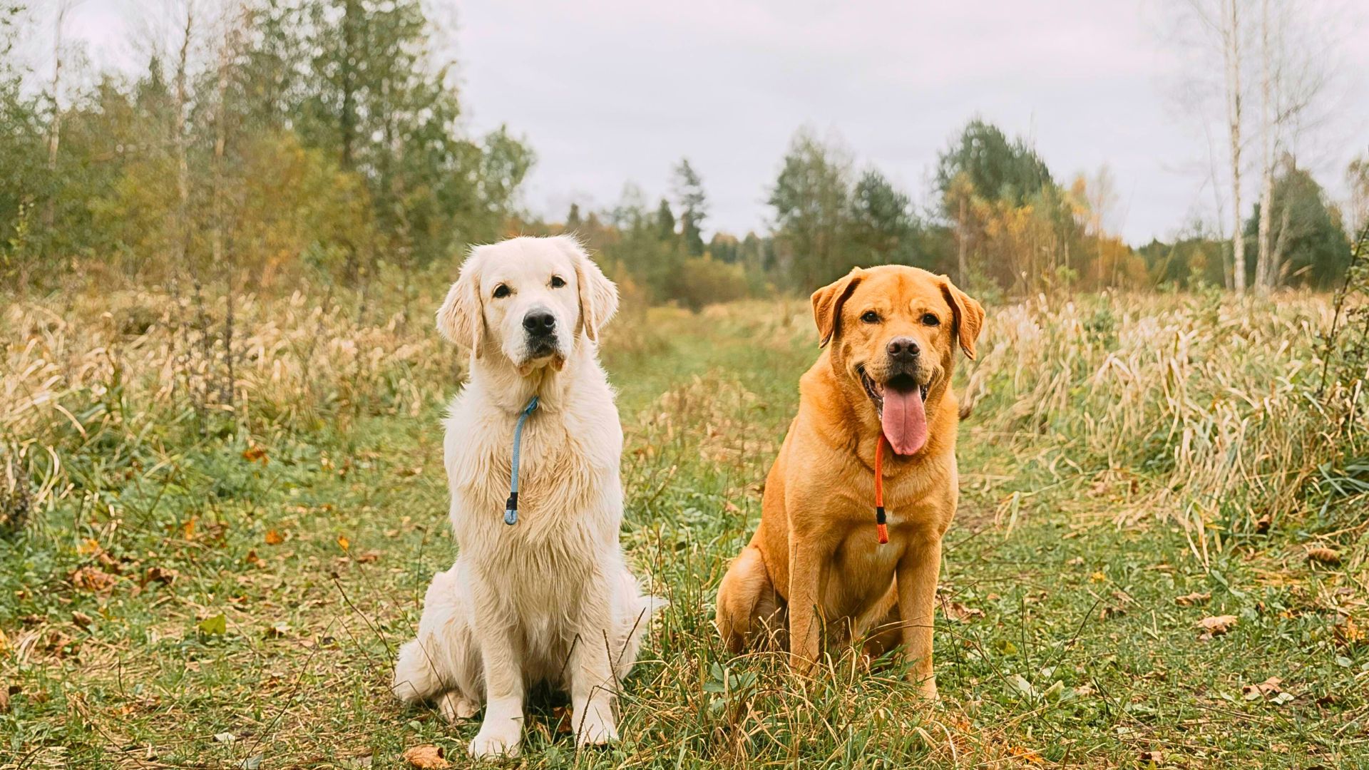 7 Best Dog Breeds For Rural Areas - Avesei.com