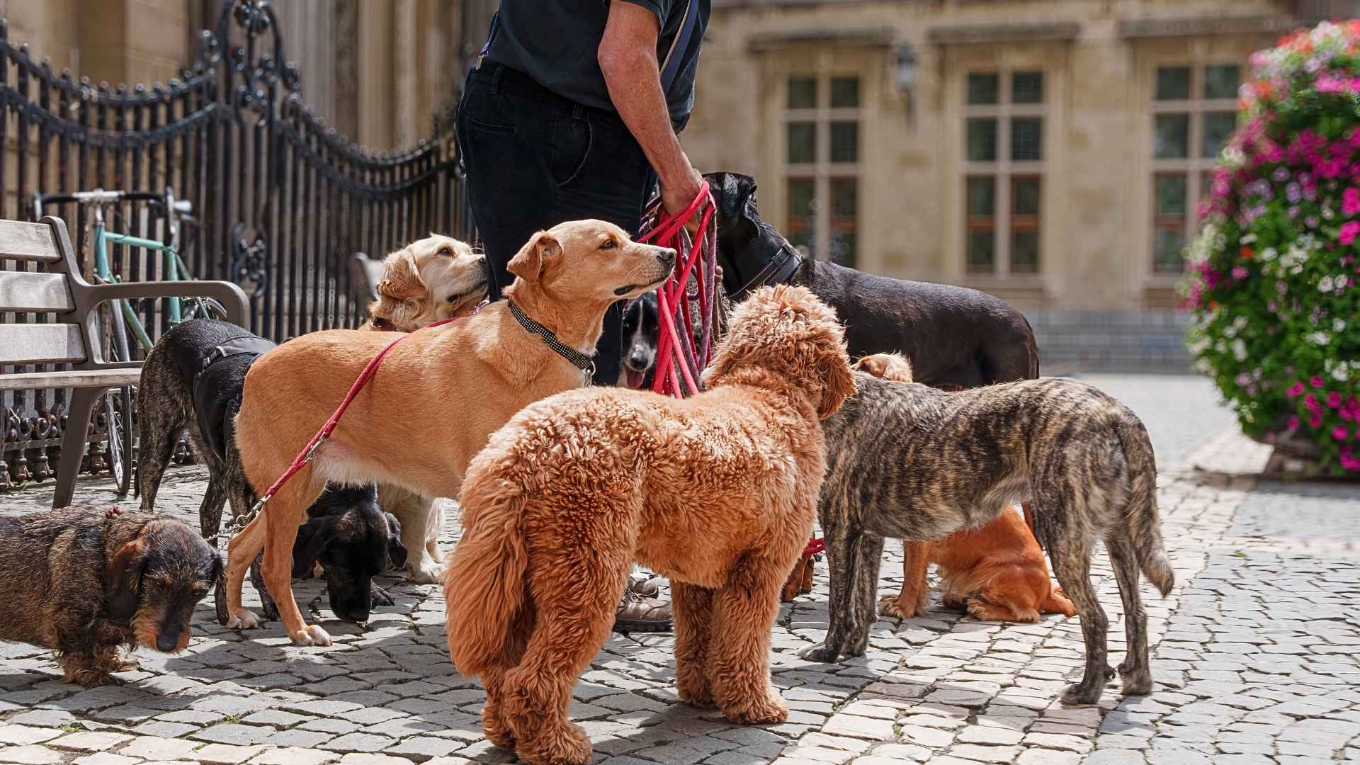 Top 7 Vietnamese Dog Breeds And Their Unique Features - Ethawi.com