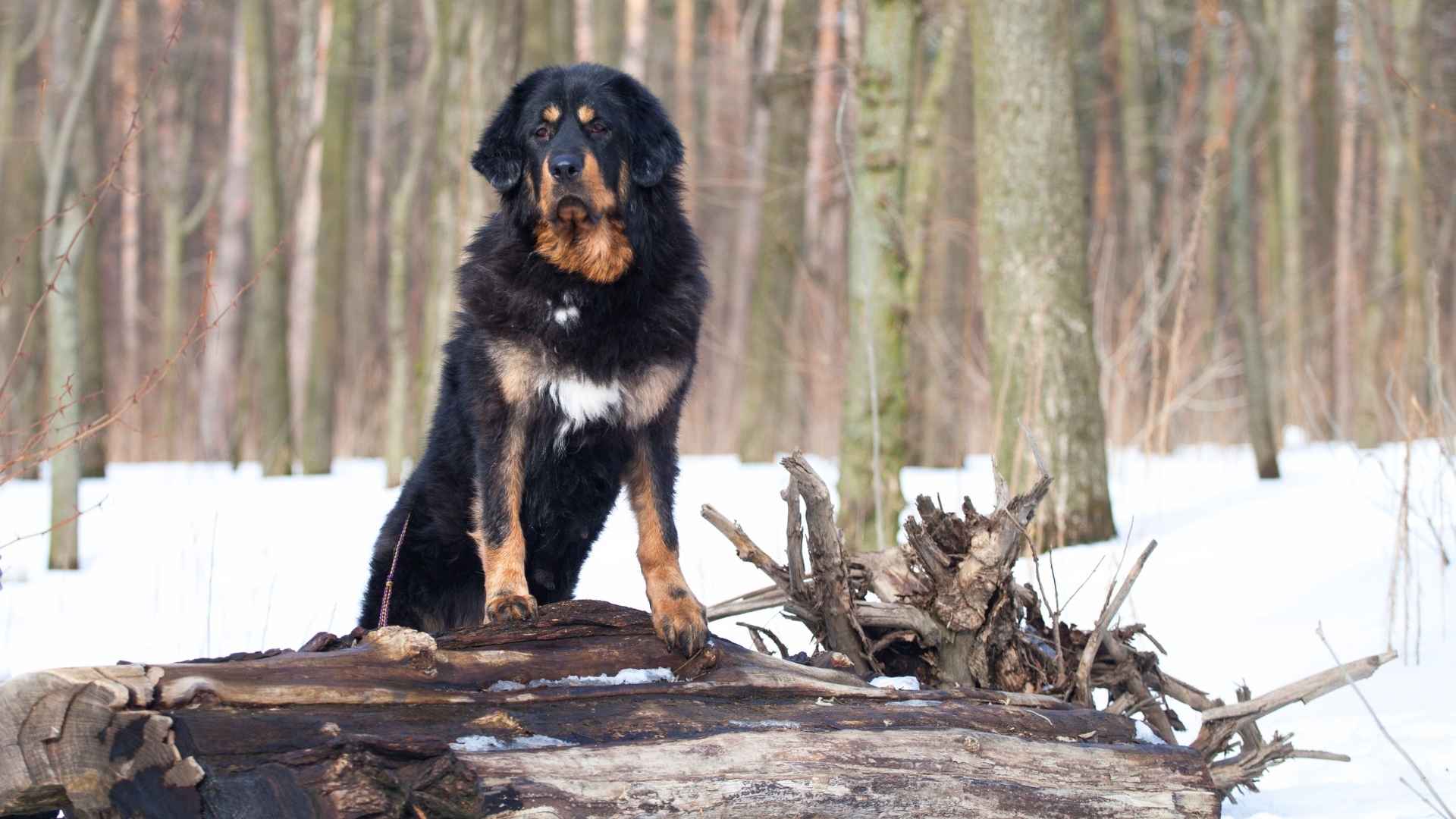 Top 7 Black And Tan Dog Breeds - Tededer.com