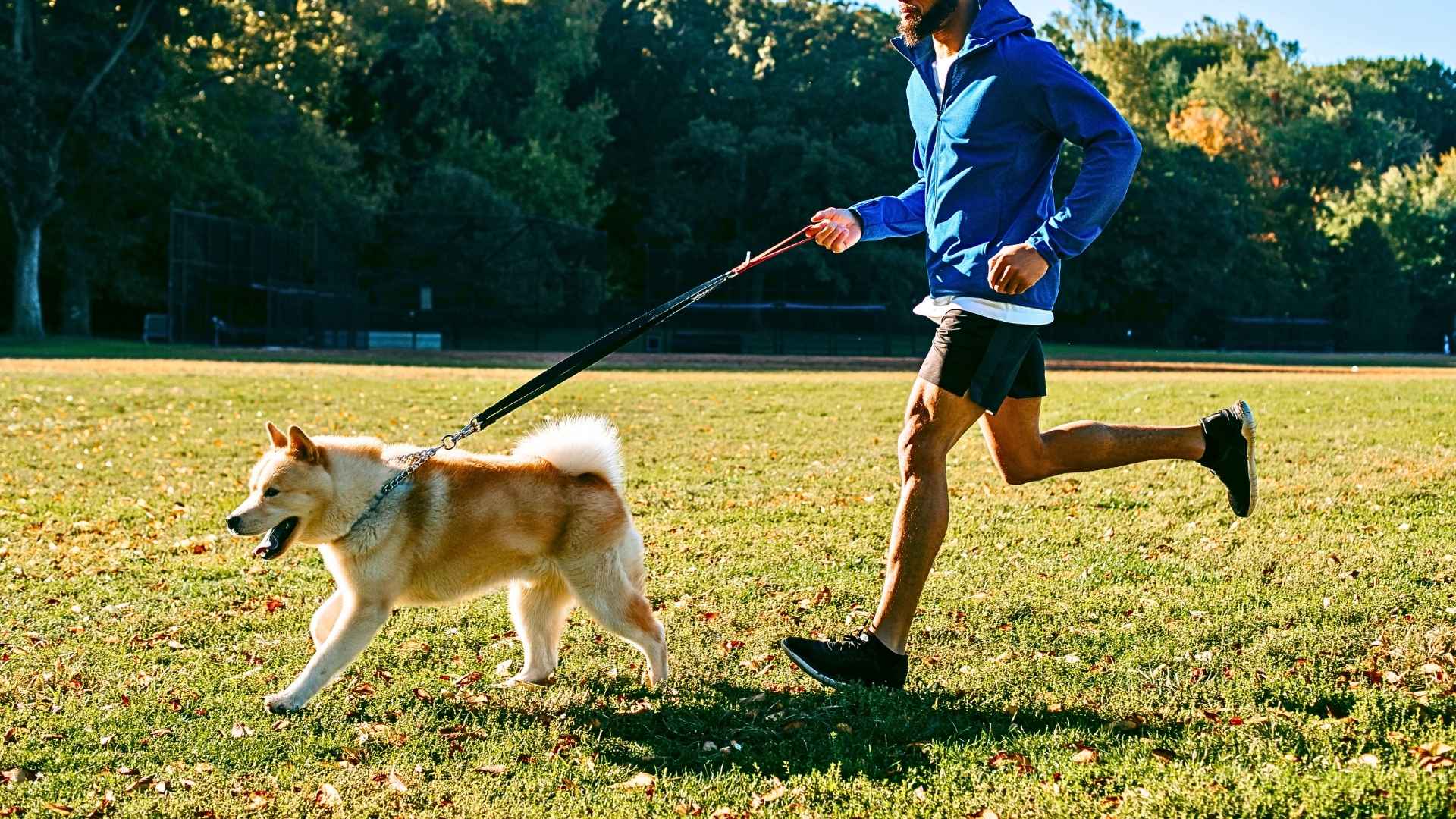 10 Dog Breeds Known For Their Incredible Stamina - Inhenocha.com