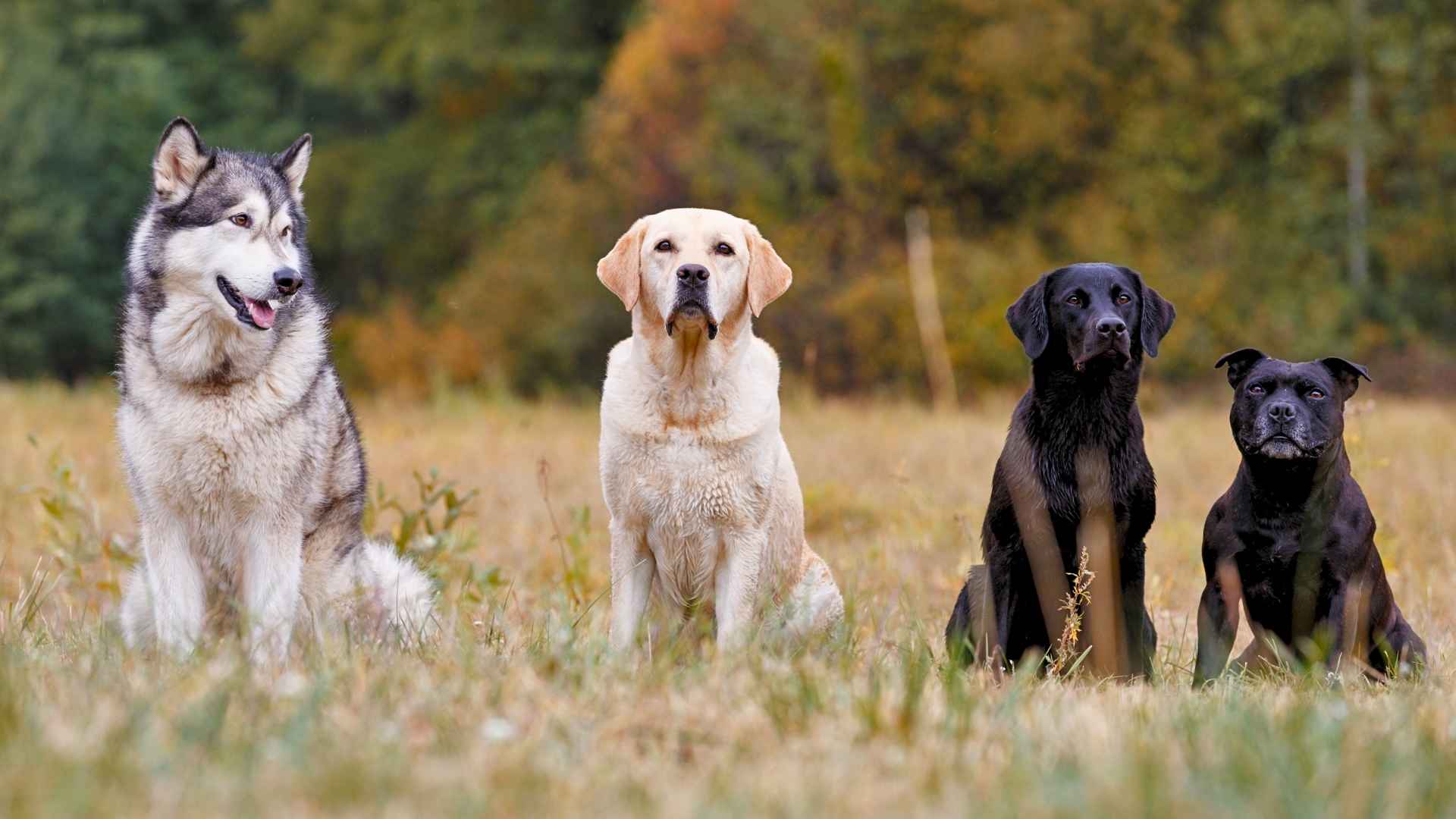 7 Least Likely To Escape Dog Breeds - Cerfiem.com