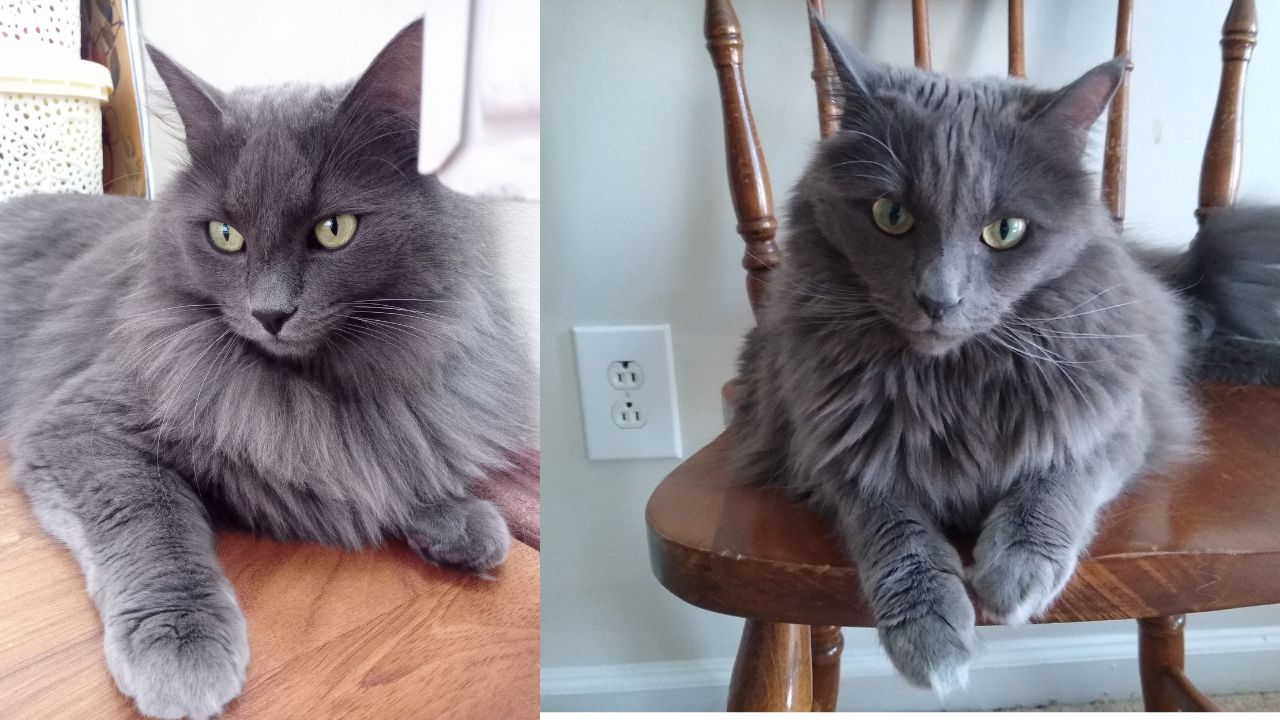 9 Most Beautiful Grey Cat Breeds