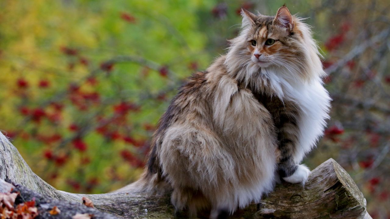 10 Most Common Cat Breeds Around The World - Tededer.com