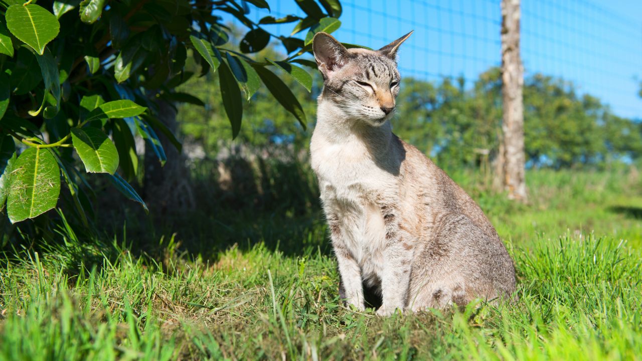 10 Most Common Cat Breeds Around The World - Tededer.com