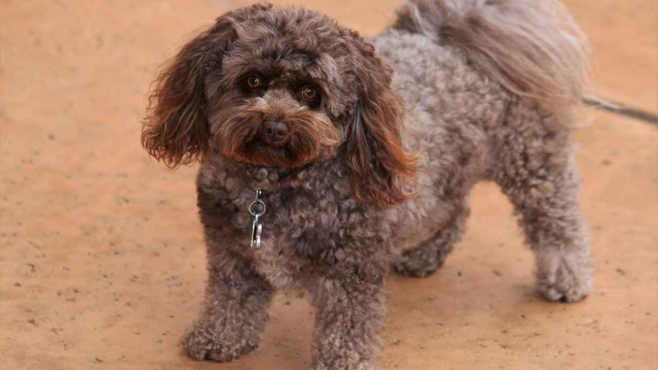 7 Adorable Poodle Mix Breeds You’ll Fall In Love With