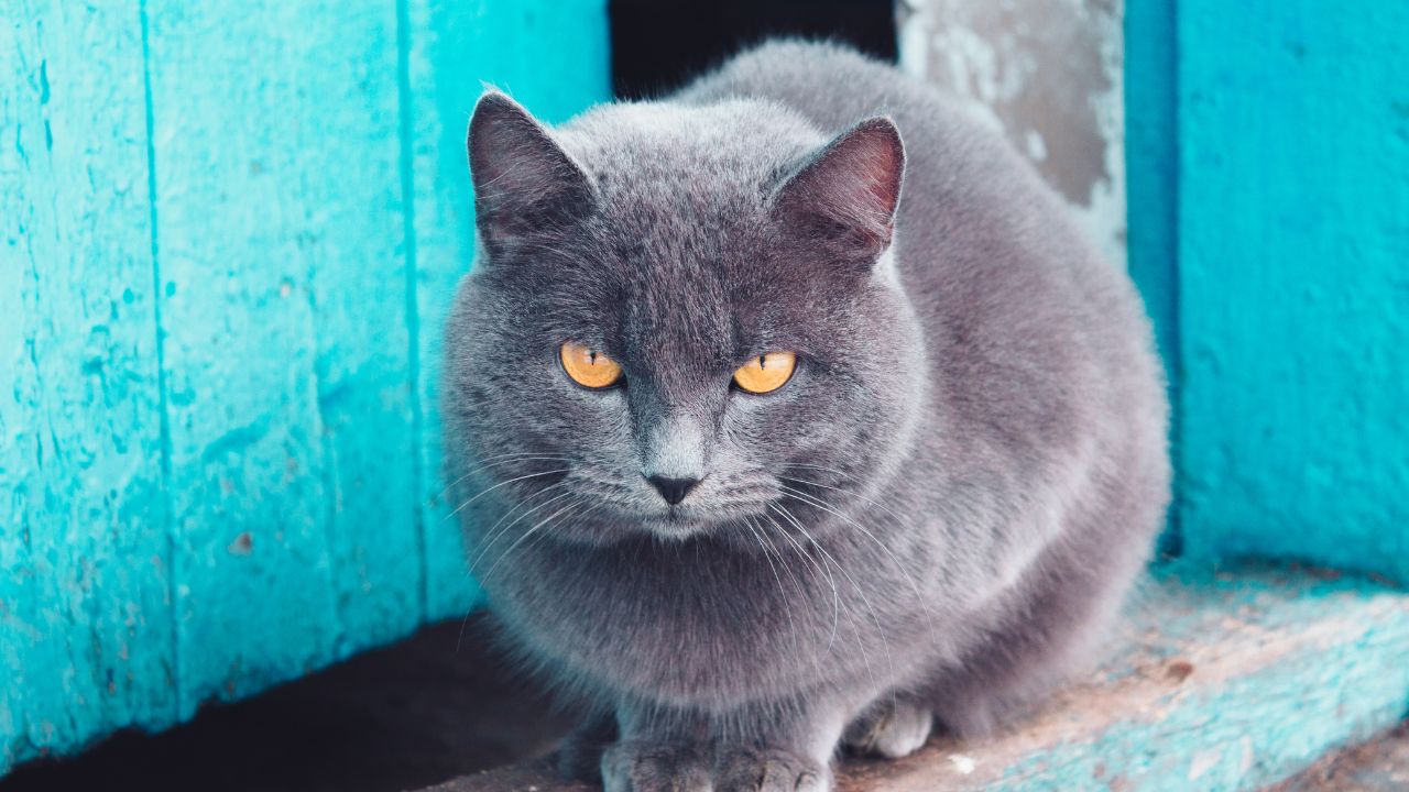 9 Most Beautiful Grey Cat Breeds