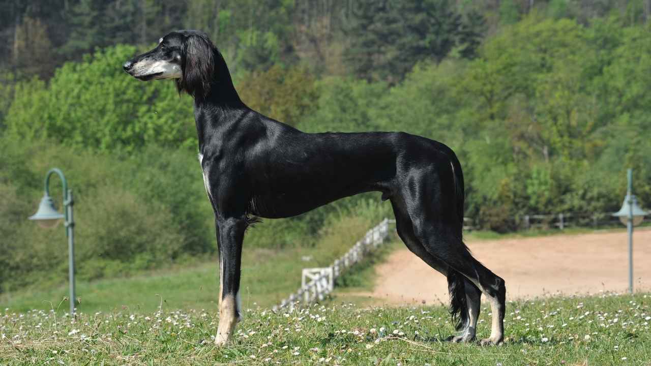 9 Dog Breeds Known For Their Remarkable Speed And Agility - Ethawi.com