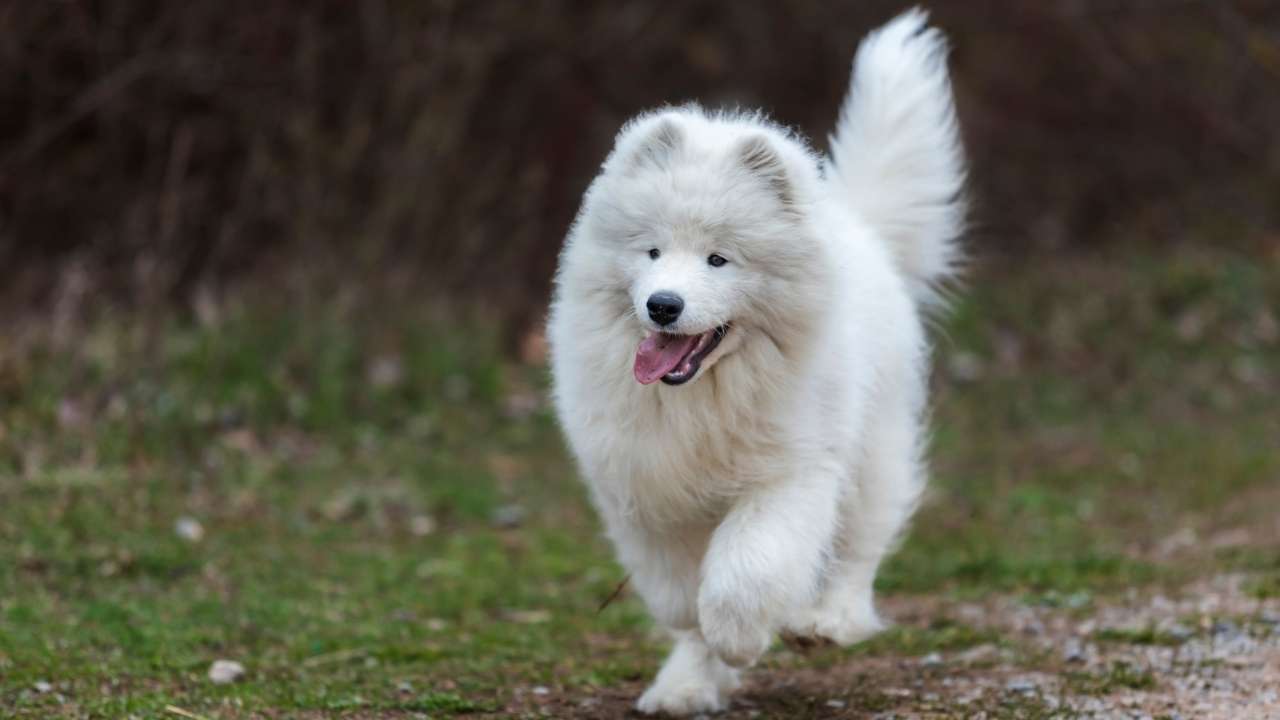 10 Most Elegant Cream Dog Breeds To Brighten Your Days - Inhenocha.com