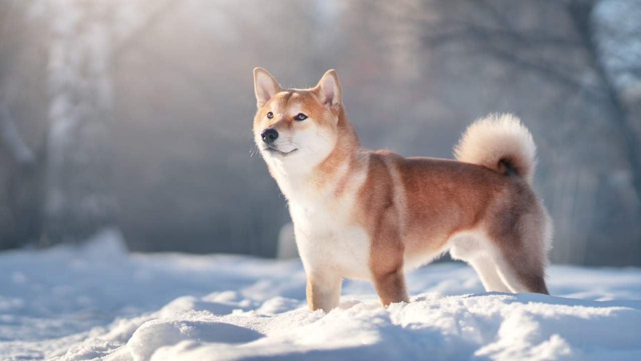 10 Brown-Coated Dog Breeds For Every Lifestyle - Avesei.com