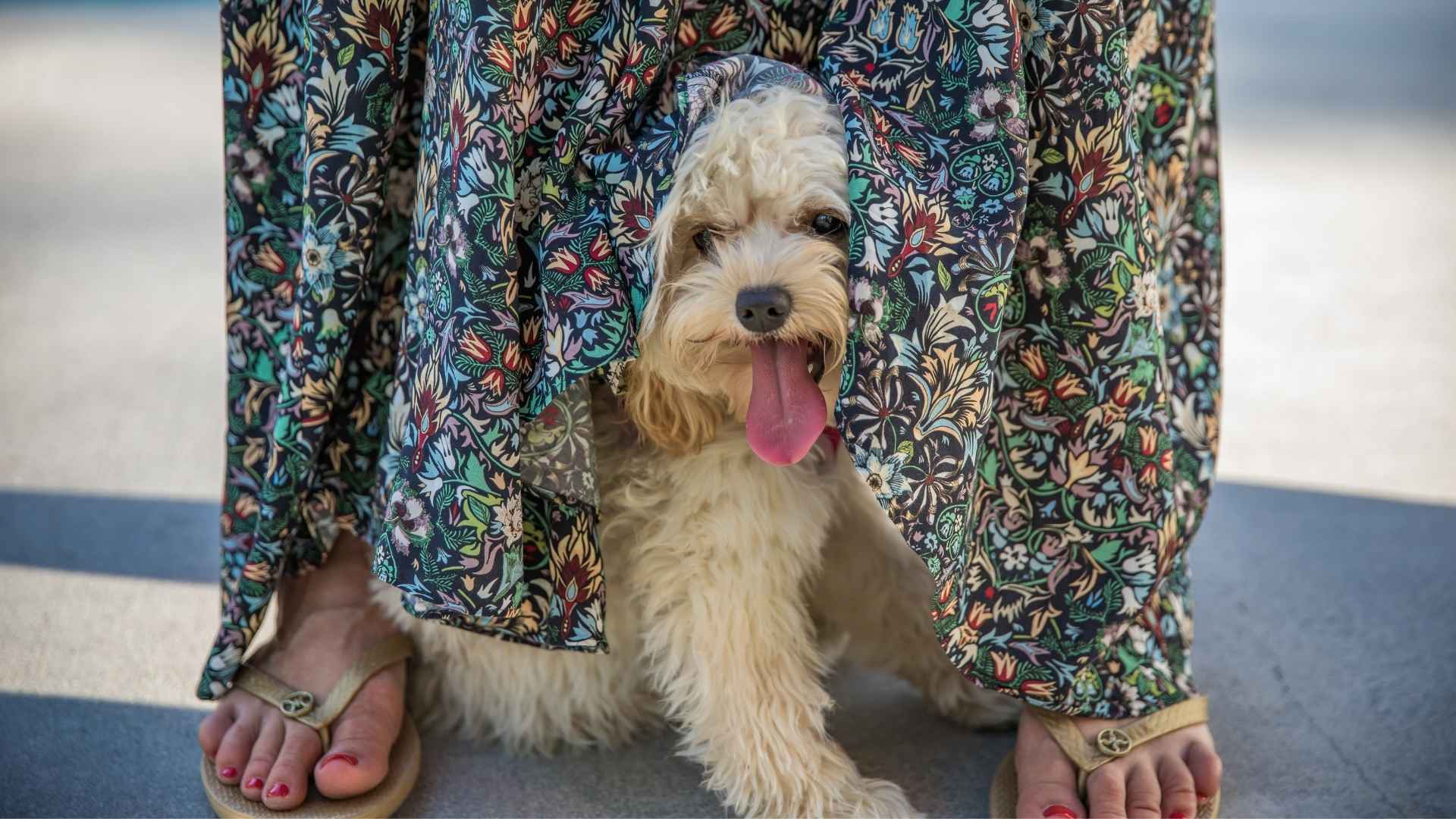 9 Most Shy Dog Breeds That Would Rather Ghost You Than Say Hi - Ethawi.com