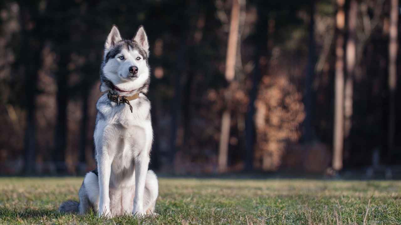 10 Most Athletic Dog Breeds That Could Outrun You - Ethawi.com