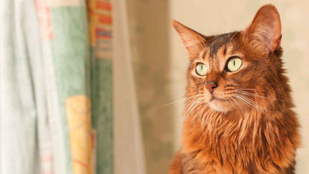 9 Muscular Cat Breed That Showcase Strength And Elegance - Ethawi.com