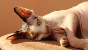 9 Most Beautiful Grey Cat Breeds
