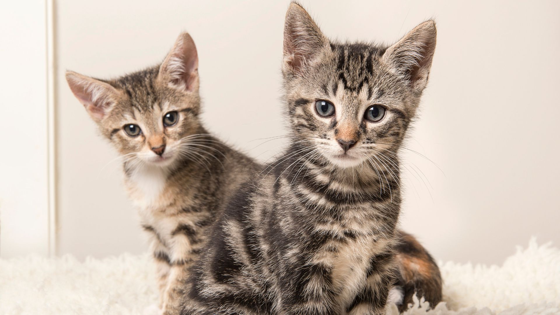 Patterns, Colors & Fun Facts - Tededer.com