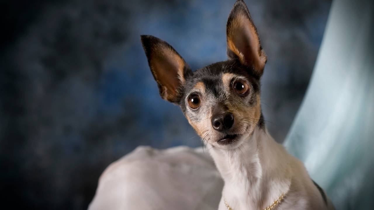 7 Cutest Small Dog Breeds With A Fox-Like Face - Ethawi.com