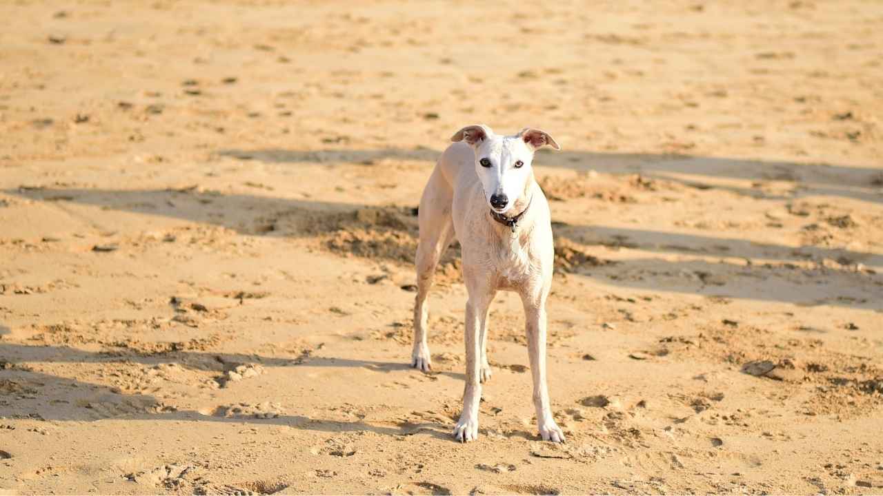 9 Dog Breeds Known For Their Remarkable Speed And Agility - Ethawi.com