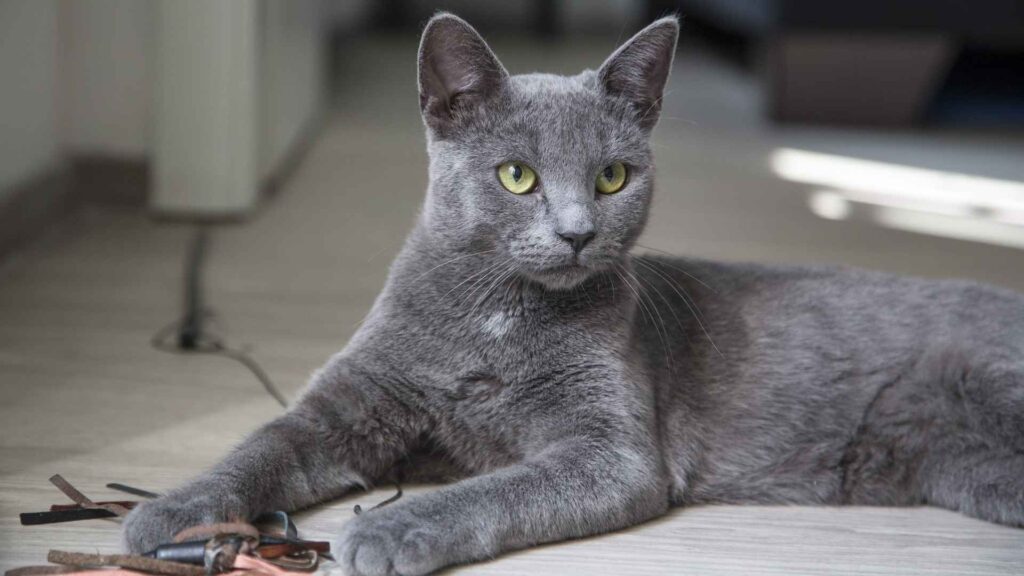 9 Most Beautiful Grey Cat Breeds