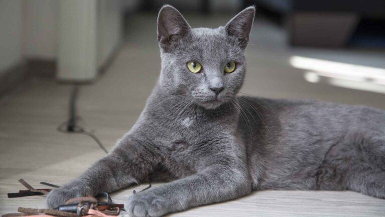 9 Most Beautiful Grey Cat Breeds