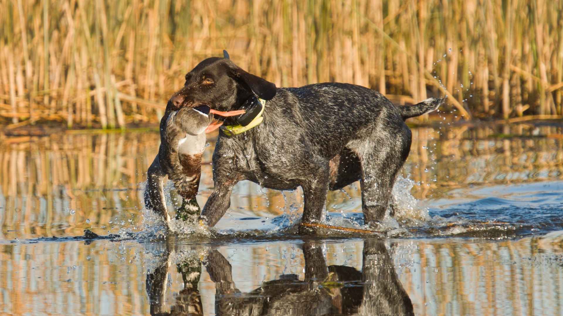 9 Best Large Hunting Dog Breeds For Tracking & Retrieving - Cerfiem.com