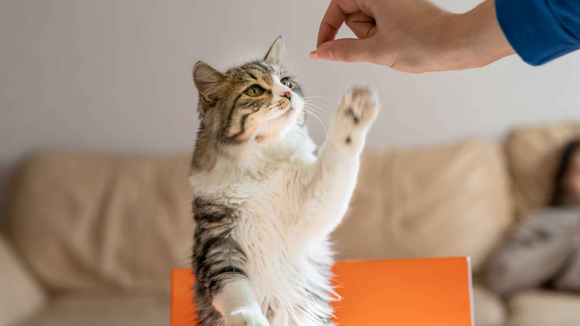 10 Most Intelligent Cat Breeds That Will Amaze You - Cerfiem.com