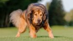 Top 10 Powerful Guard Dog Breeds For Ultimate Protection