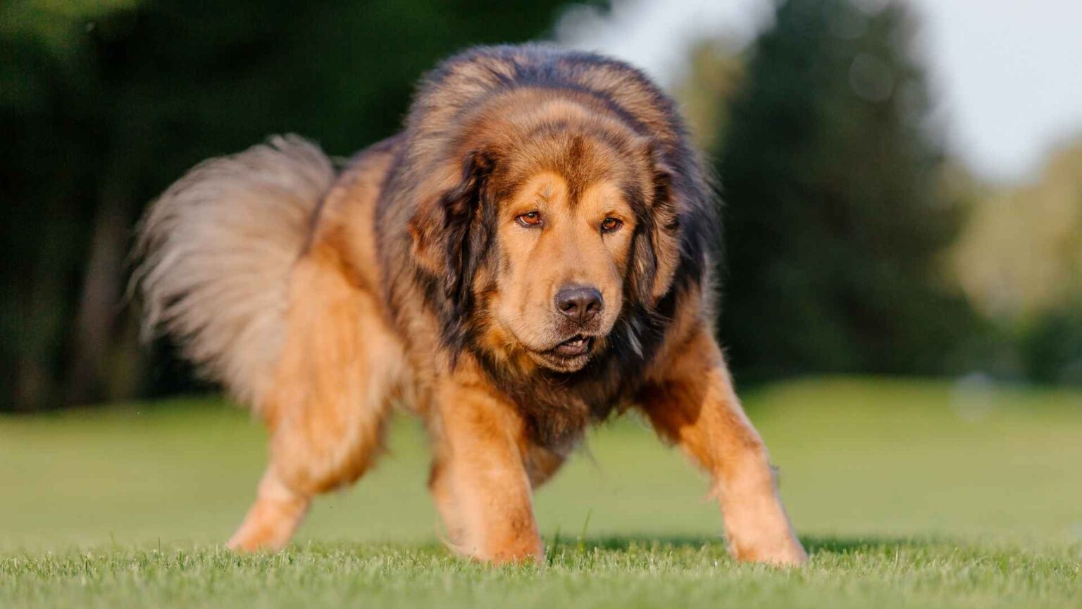 Top 10 Powerful Guard Dog Breeds For Ultimate Protection