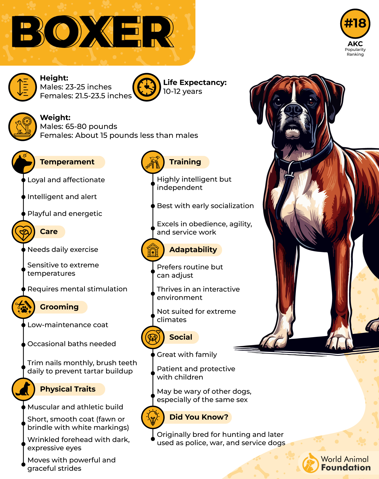 7 Fawn Dog Breeds With Beautiful Light Brown Coats