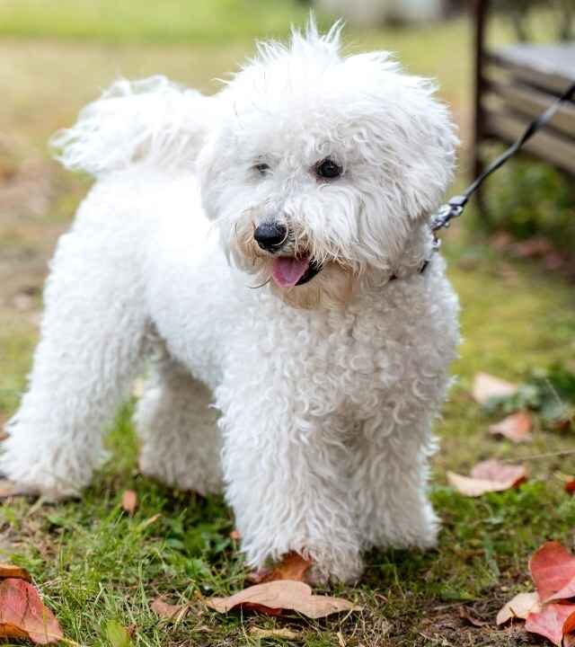 Dog Food Calculator - How Many Calories Does Your Dog Need?