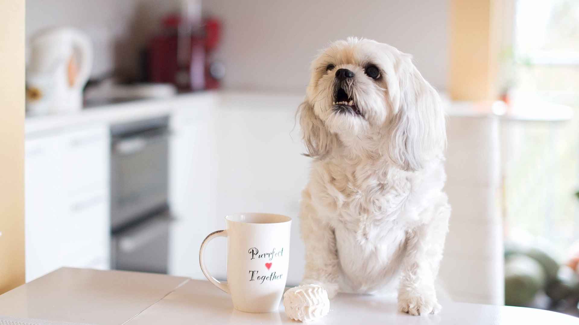 10 Ideal Dog Breeds That Stay Small Forever And Don't Shed - Inhenocha.com