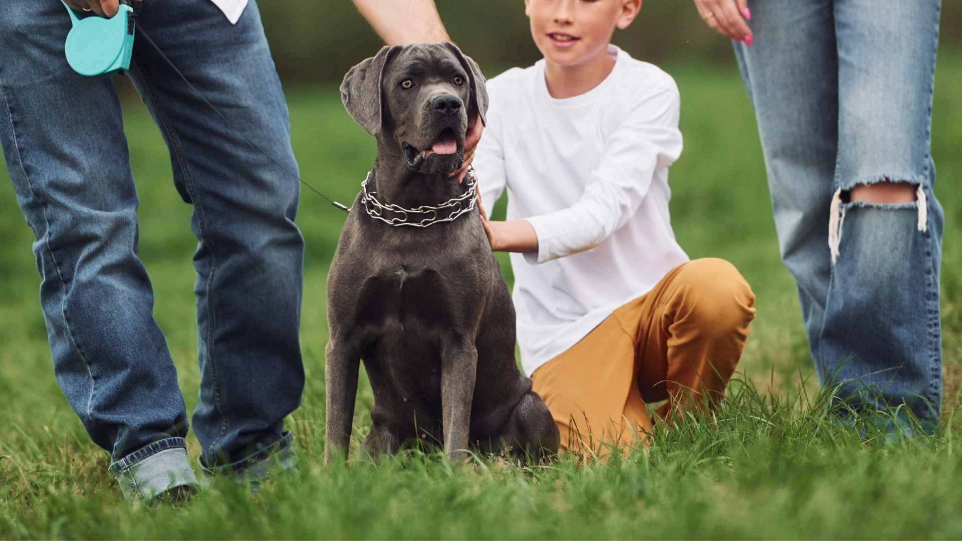 10 Best Family Protection Dog Breeds - Tededer.com