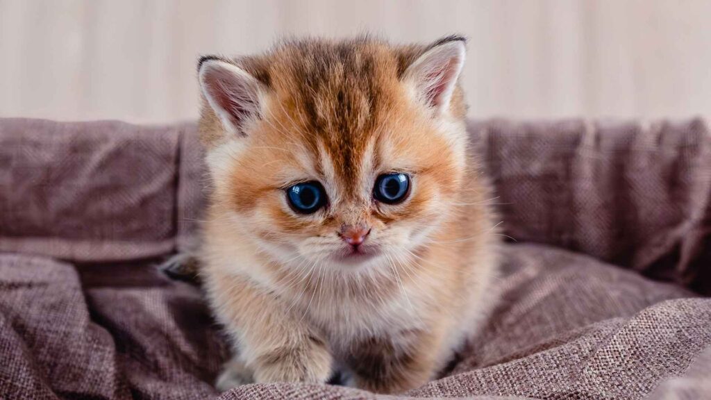 10 Cat Breeds That Look Like Kittens Forever
