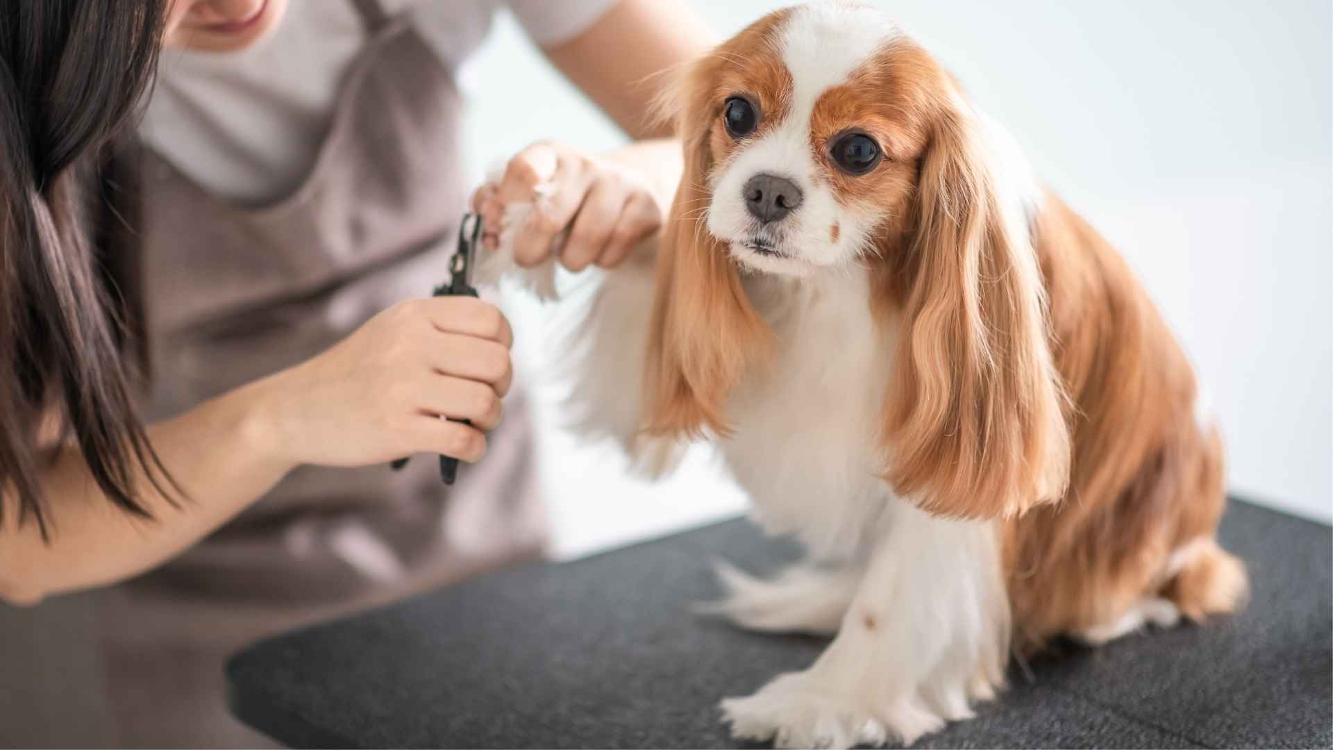 10 Dog Breeds With Affordable Care That Won’t Cost A Fortune - Tededer.com